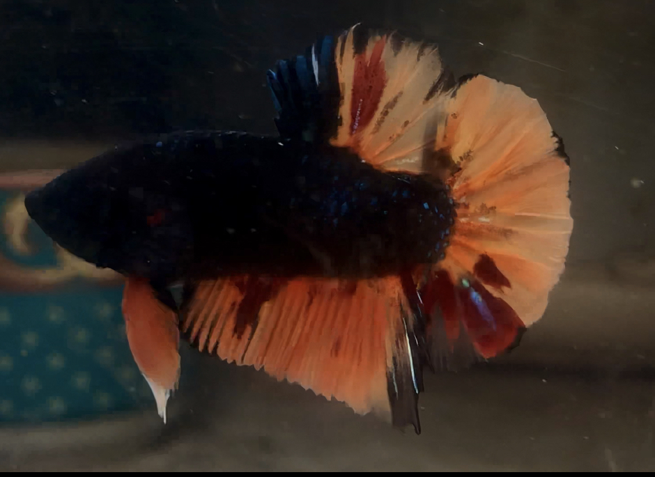 Sadirabetta2020 - Avatar nemo /black variation