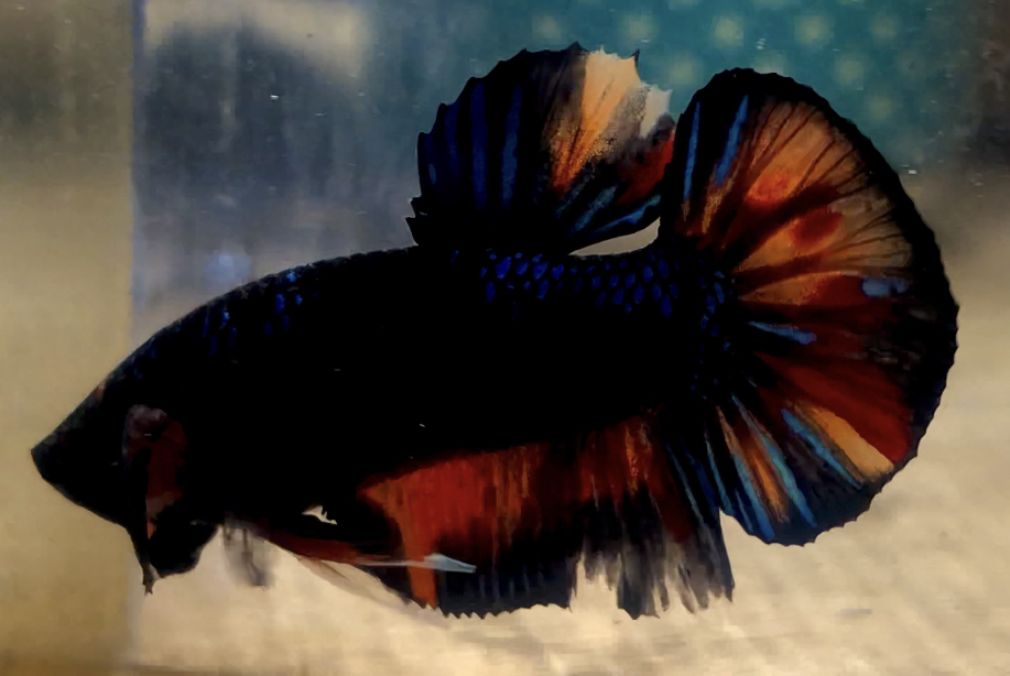 Sadirabetta2020 - Avatar nemo /black variation