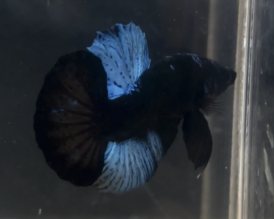 Sadirabetta2020 - Avatar blue no red