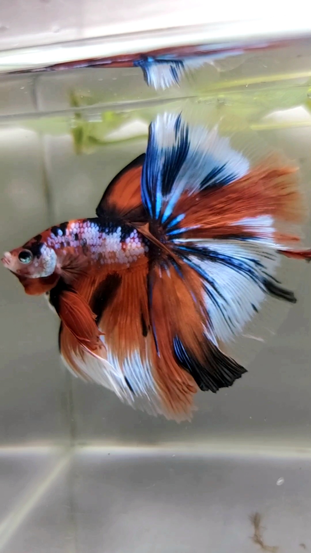 Orange Halfmoon Betta Fish