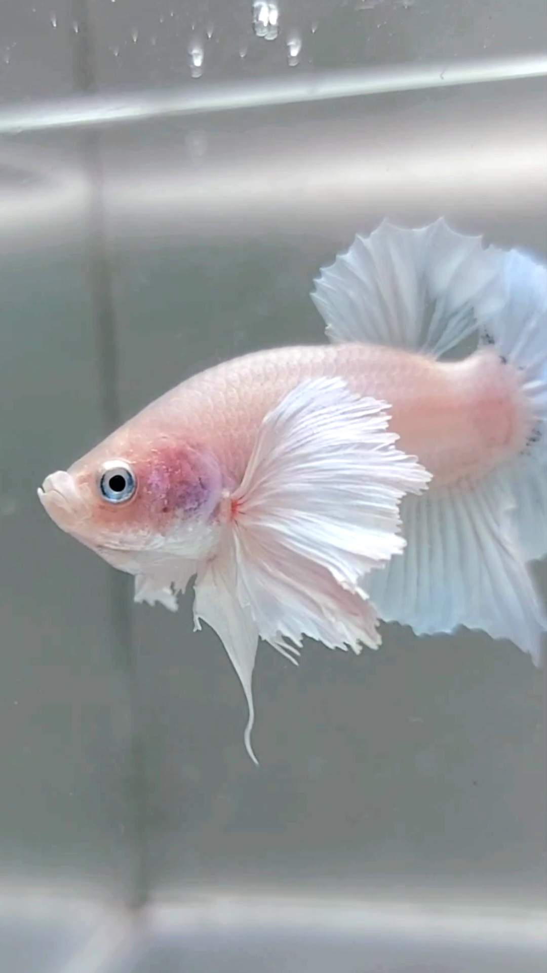 Koleksi Cupang Bandung - PLAKAT DUMBO EAR WHITE OPAQUE TOP BETTA FISH