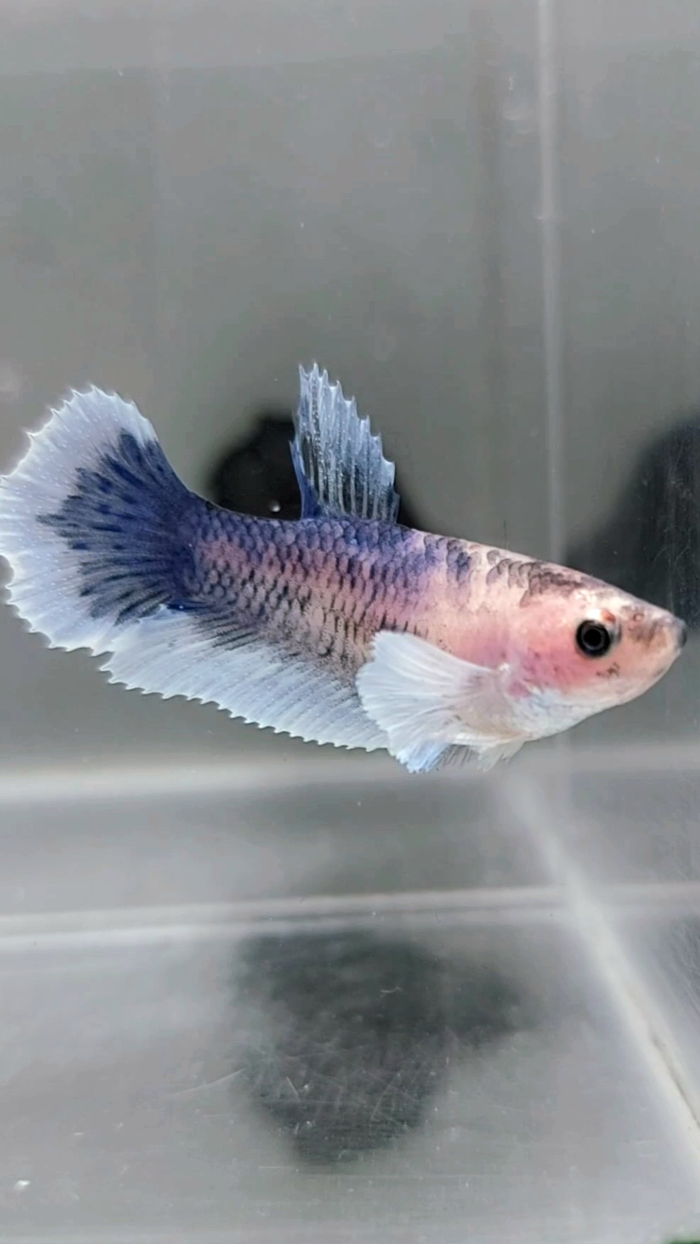 Koleksi Cupang Bandung - FEMALE PLAKAT DUMBO EAR BLUE MARBLE TOP BETTA FISH