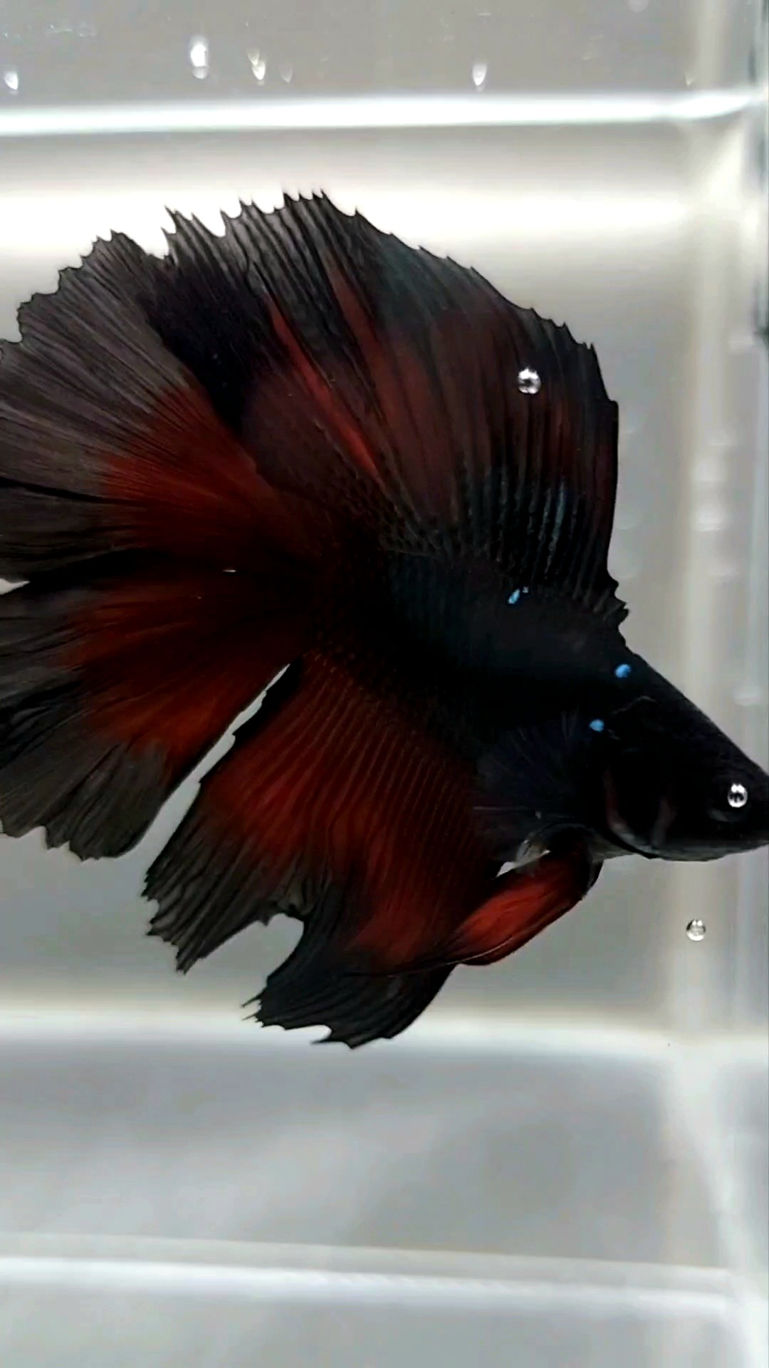 Koleksi Cupang Bandung - HALFMOON DOUBLE TAIL AVATAR VAMPIRE PATTERN ...