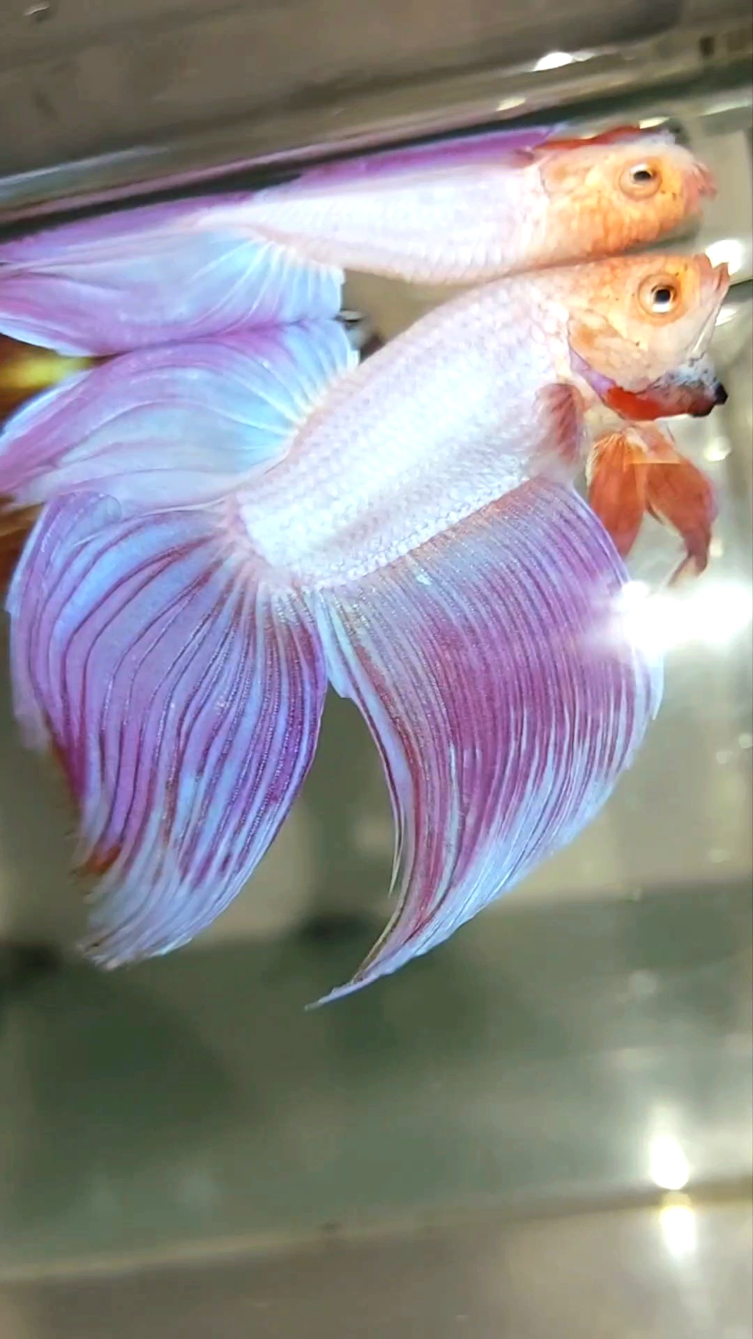 Pink And Purple Betta Fish