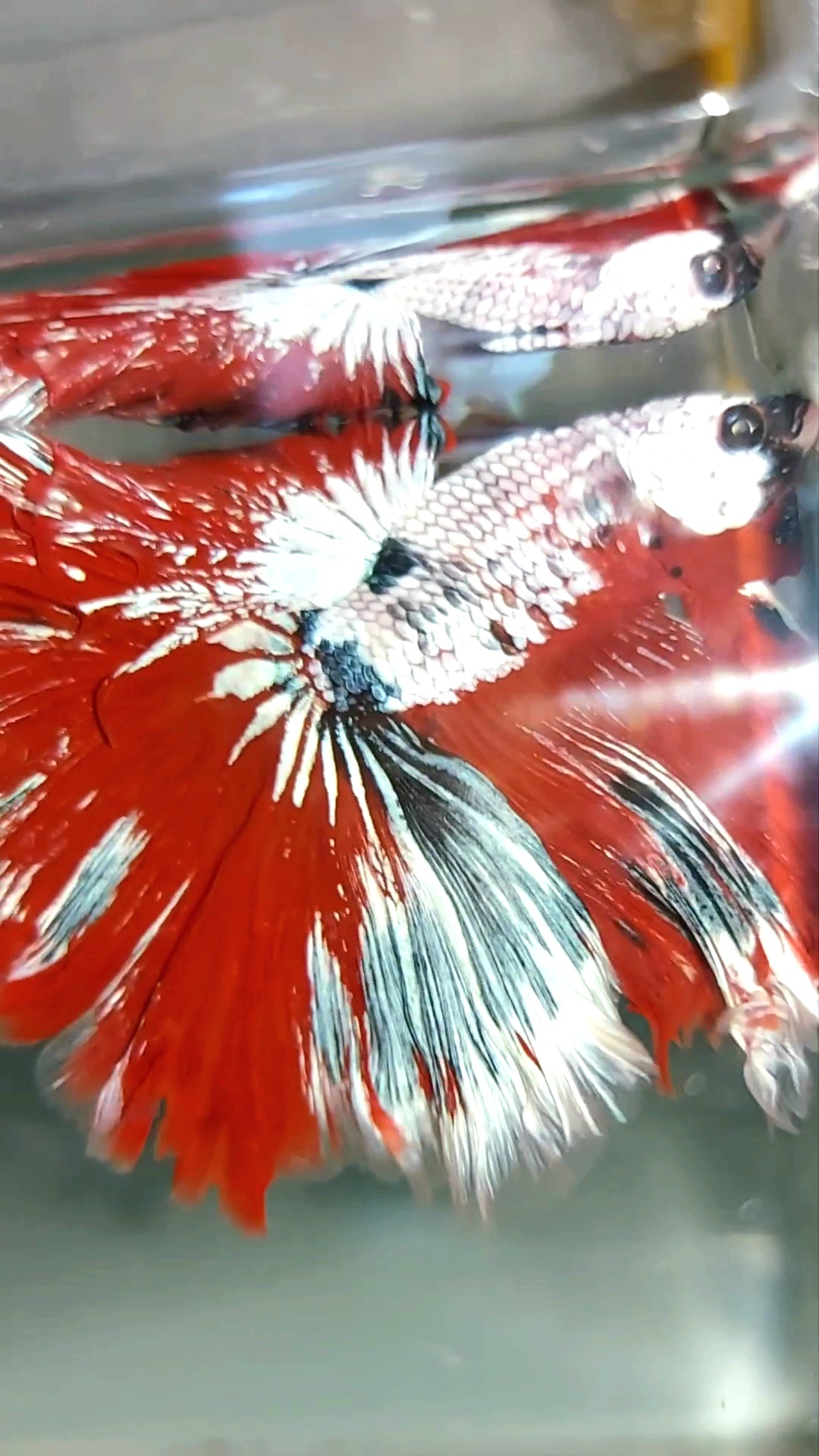 Koleksi Cupang Bandung - HALFMOON OVERTAIL FEATHER TAIL RED FANCY SNOW ...