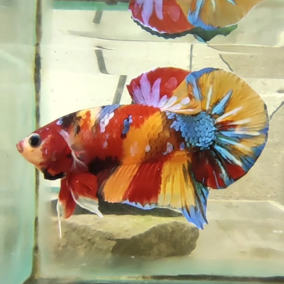 Cupang.opang - Giant Nemo multi colour top grade BO 5CM