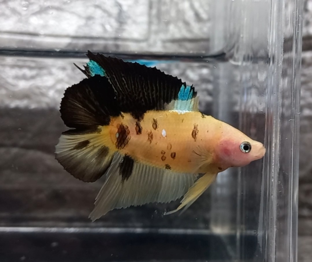VJ Betta ID - Dtpk Yellow Koi
