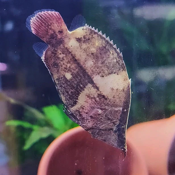 Iven Betta Bukit Timah Clementi - Amazon Leaf Fish (Monocirrhus ...