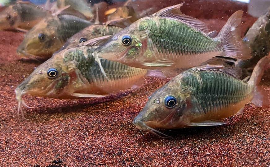 Buy Brochis Multiradiatus, Fish & Livestock Online in Singapore