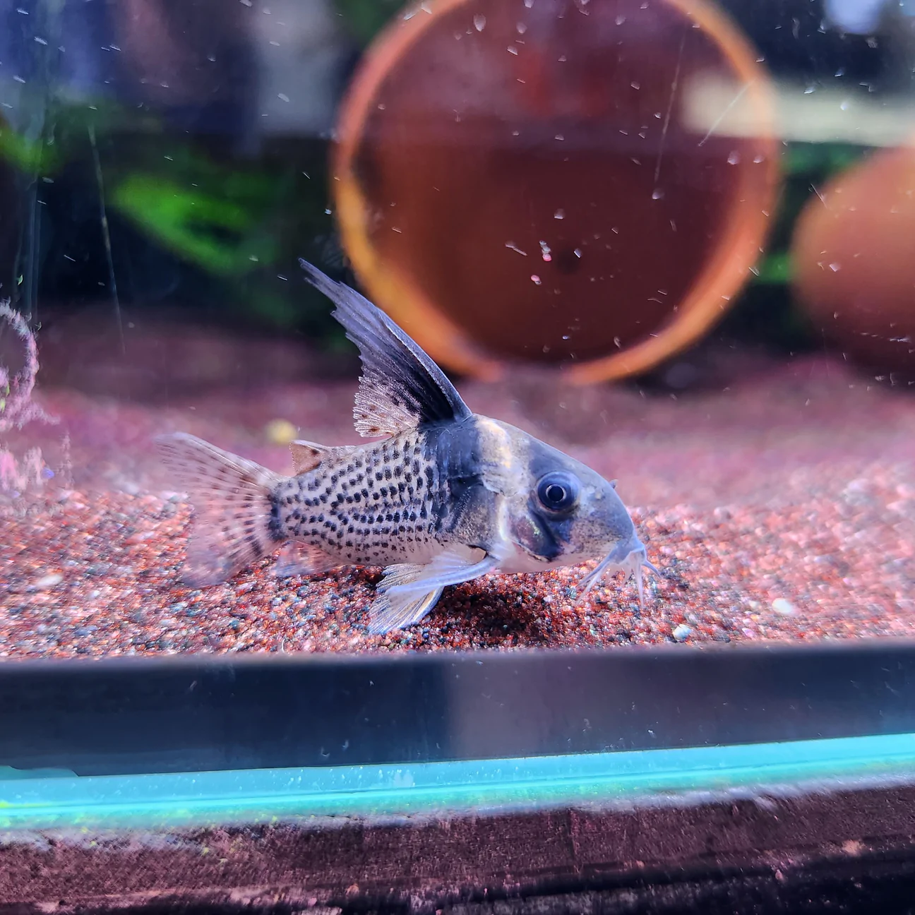 Iven Betta Bukit Timah Clementi - Corydoras Brevirostris Wotroi