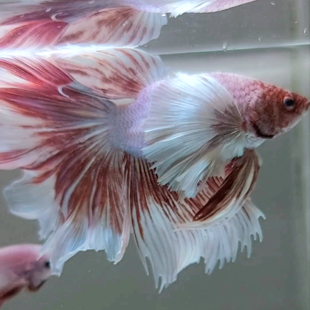 Rosetail Betta