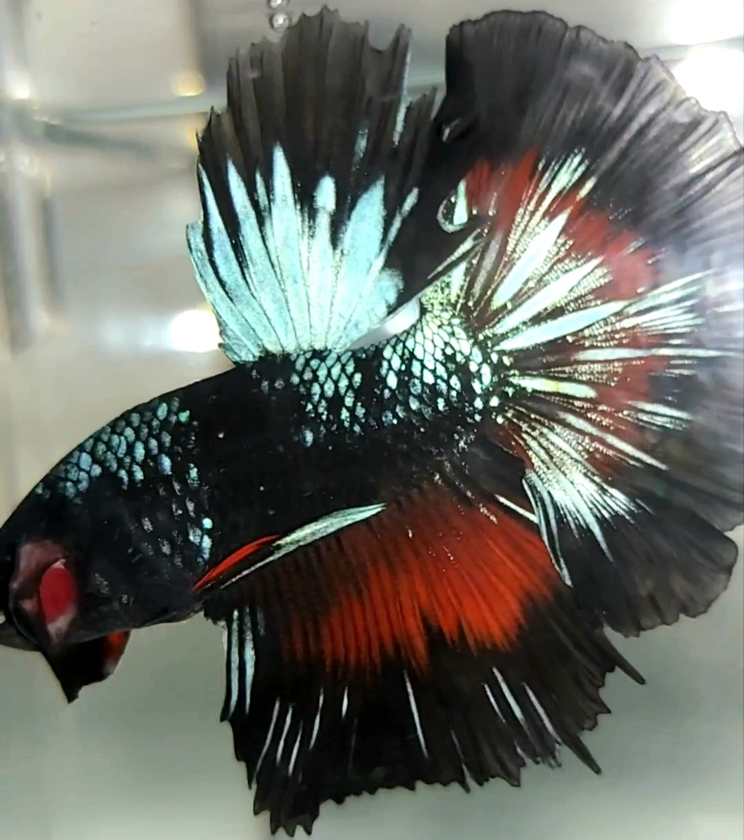 Koleksi Cupang Bandung - HALFMOON ROSETAIL BLACK STAR GLITTER REDWASH RARE BETTA FISH