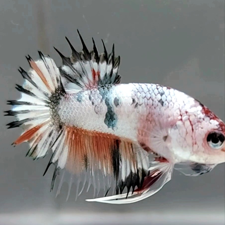 Koleksi Cupang Bandung - CROWNTAIL PLAKAT WHITE COPPER ARMY DOT ...