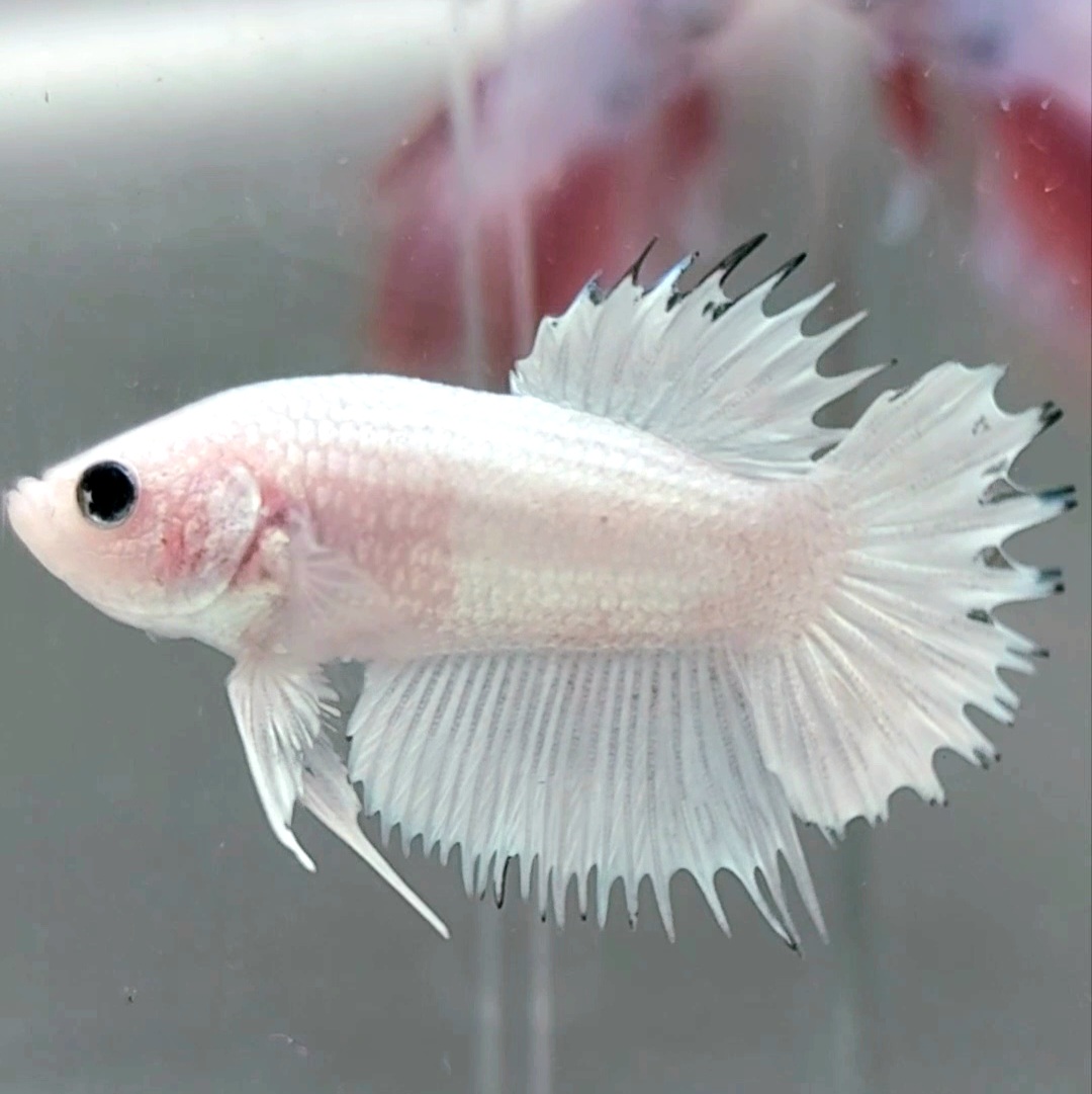 Koleksi Cupang Bandung - CROWNTAIL PLAKAT WHITE PLATINUM BLACK RIM ...