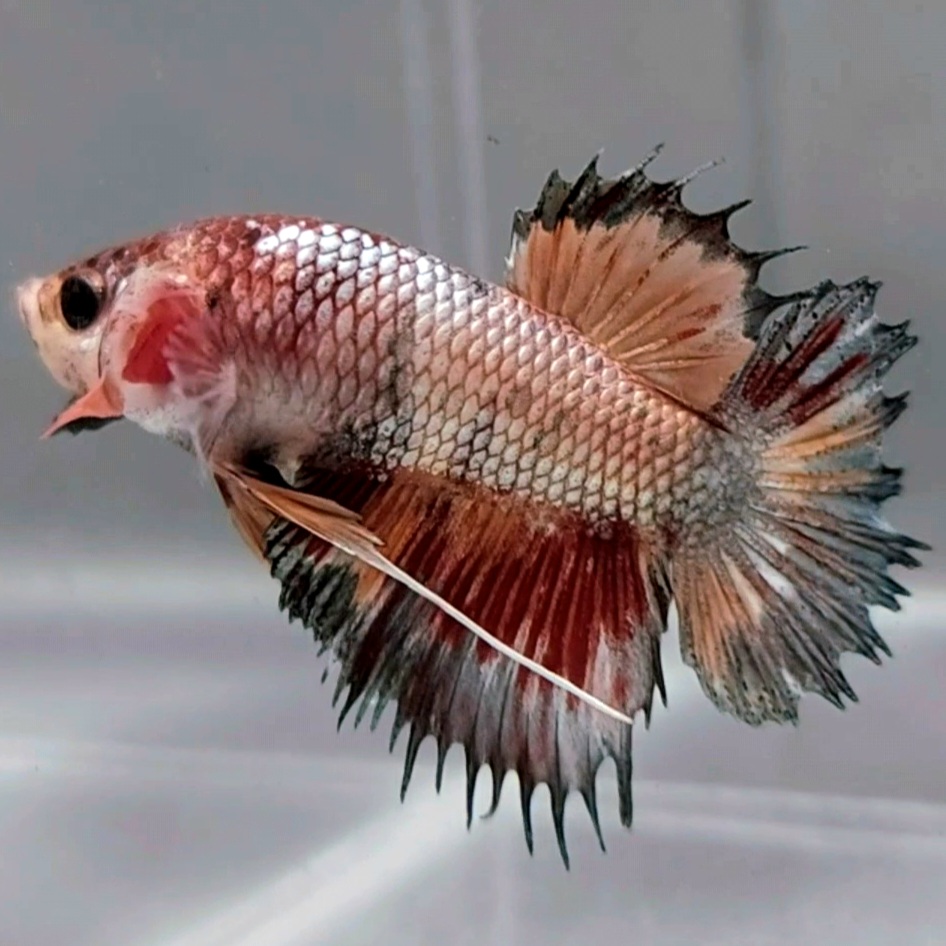 Koleksi Cupang Bandung - CROWNTAIL PLAKAT COPPER SERIES MULTICOLOR NEMO ...