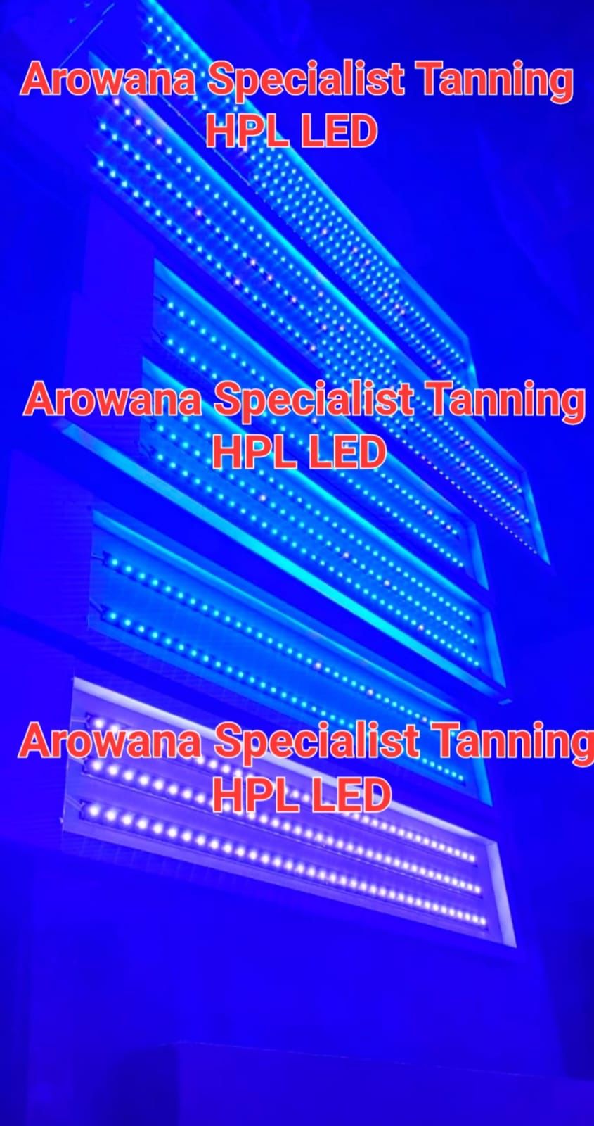 AngelHub Aquatics Boon Keng - Arowana Specialist Tanning HPL LED Light