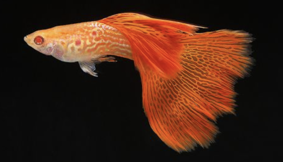 Orange Guppy Fish