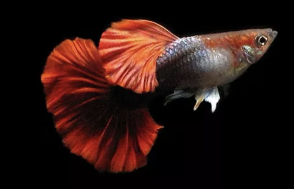 AngelHub Aquatics Boon Keng - Red Rose Guppy Pair