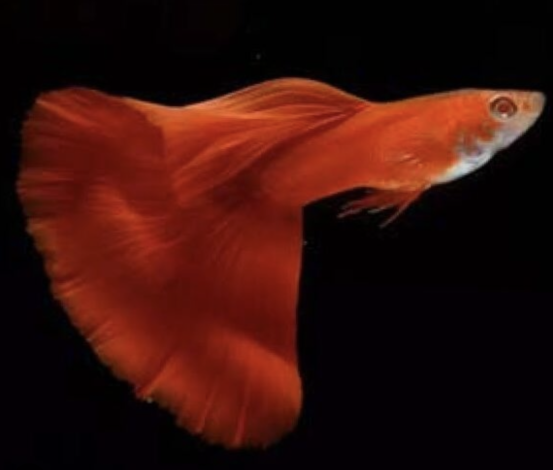 AngelHub Aquatics Boon Keng - Albino Red Rose Guppy Pair