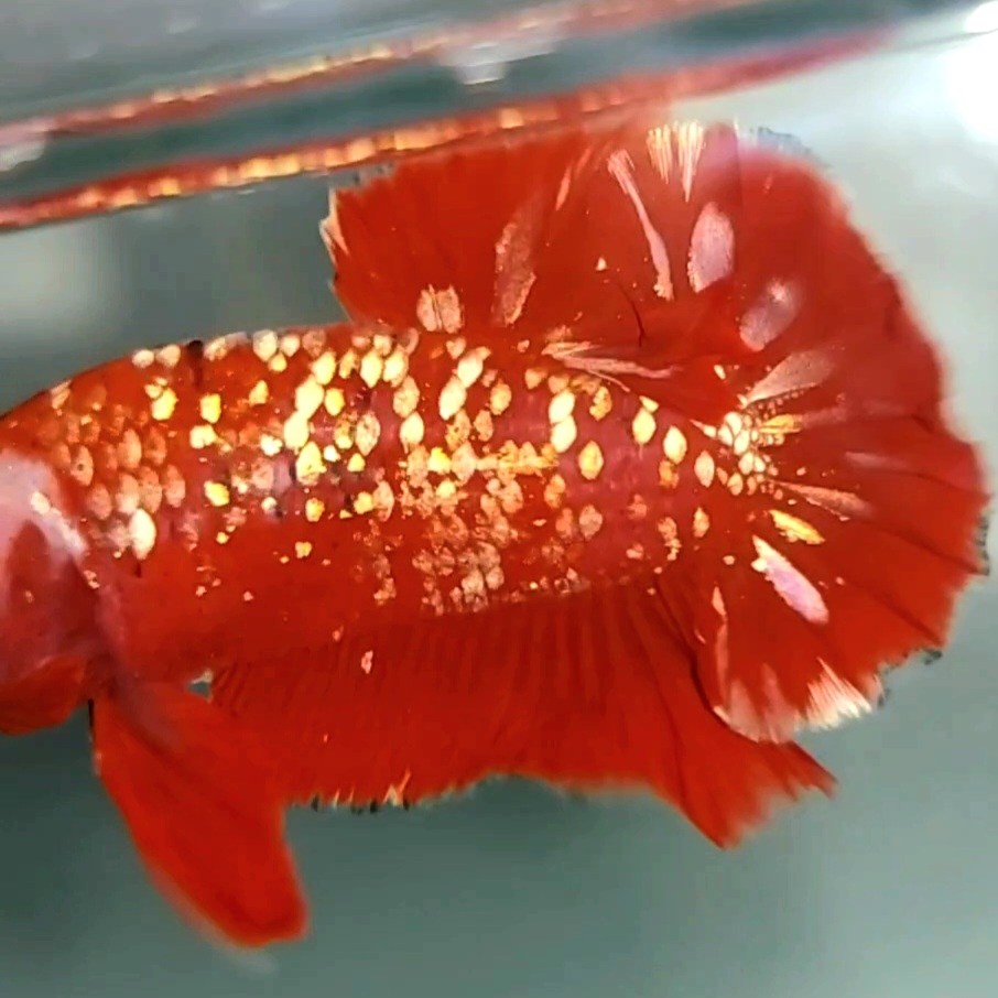 Koleksi Cupang Bandung - PLAKAT RED GOLD STAR GALAXY SUPER PREMIUM ...