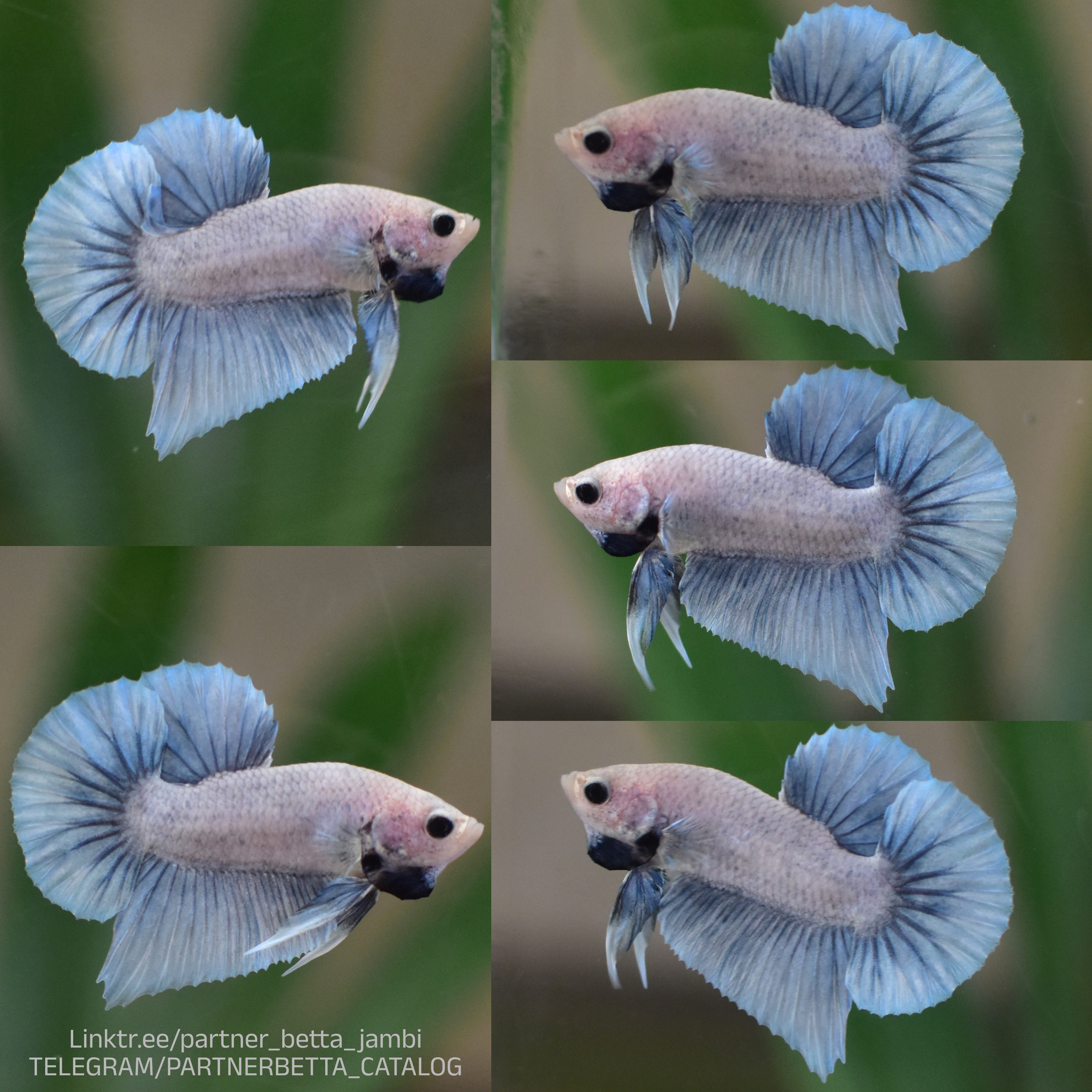 PARTNER BETTA JAMBI - JUNIOR GRIZZLE SOFT HMPK MALE