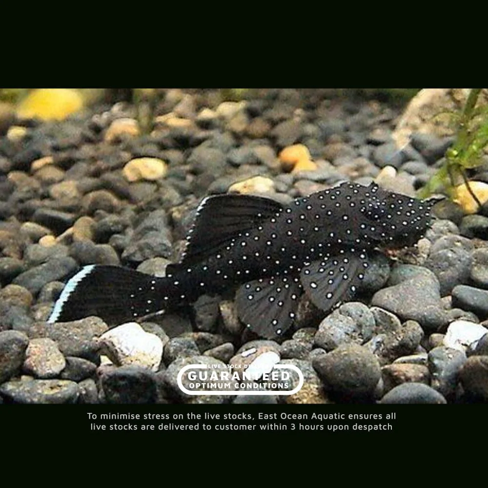East Ocean Aquatic Havelock - Starlight Pleco