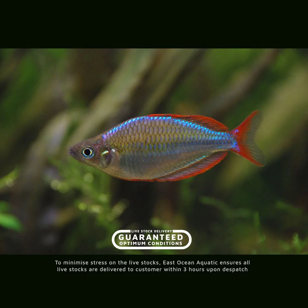East Ocean Aquatic Havelock - Dwarf Neon Rainbowfish (5 pcs)