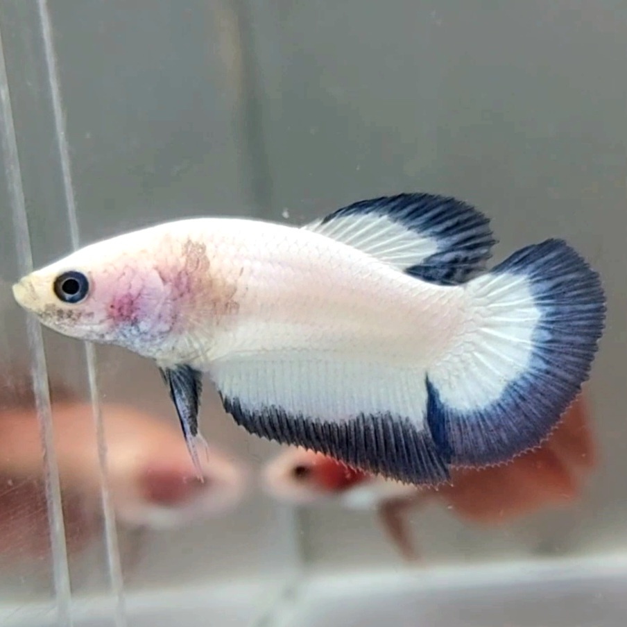 Koleksi Cupang Bandung - FEMALE HALFMOON BLUE RIM TOP BETTA FISH