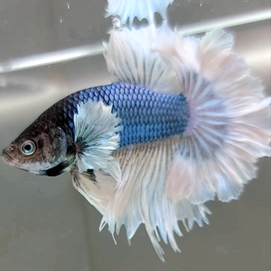 Koleksi Cupang Bandung - HALFMOON BIG EAR FEATHER TAIL BLUE METTALIC ...