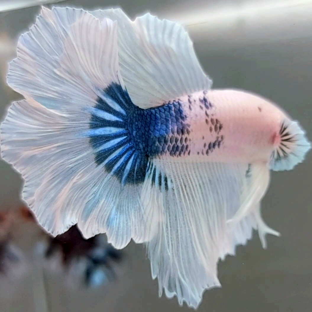 Koleksi Cupang Bandung - HALFMOON BIG EAR FEATHER TAIL WHITE BLUE ...