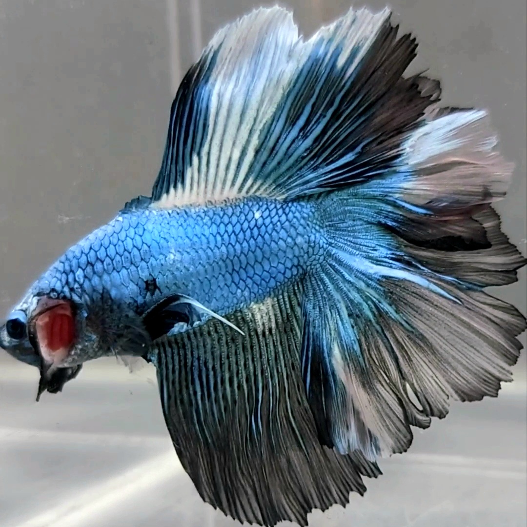 Koleksi Cupang Bandung - HALFMOON DOUBLE TAIL ROSETAIL BLUE-ICED BLACK ...