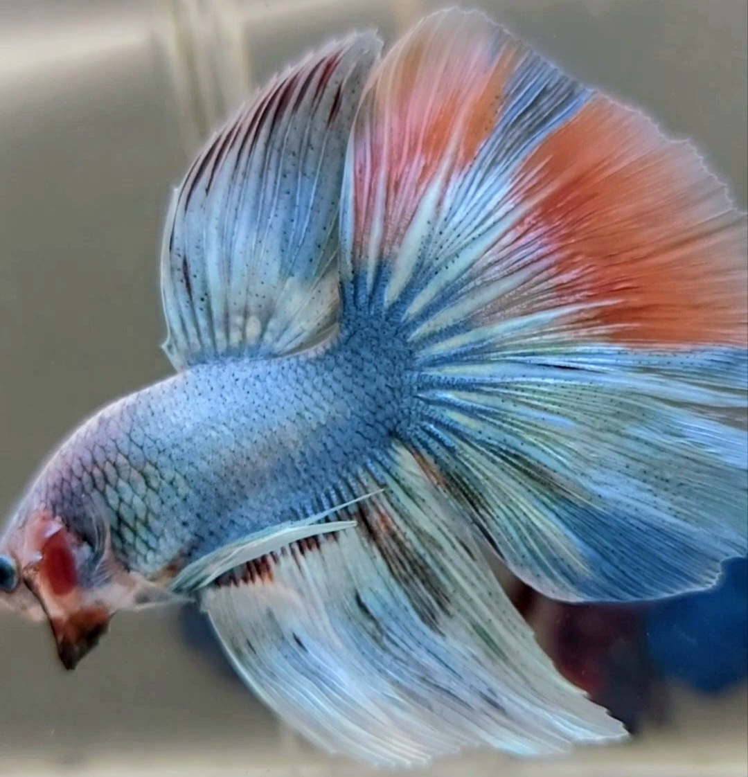 Koleksi Cupang Bandung - HALFMOON ROSETAIL BLUE SKY GRIZZLY COLOR WASH ...