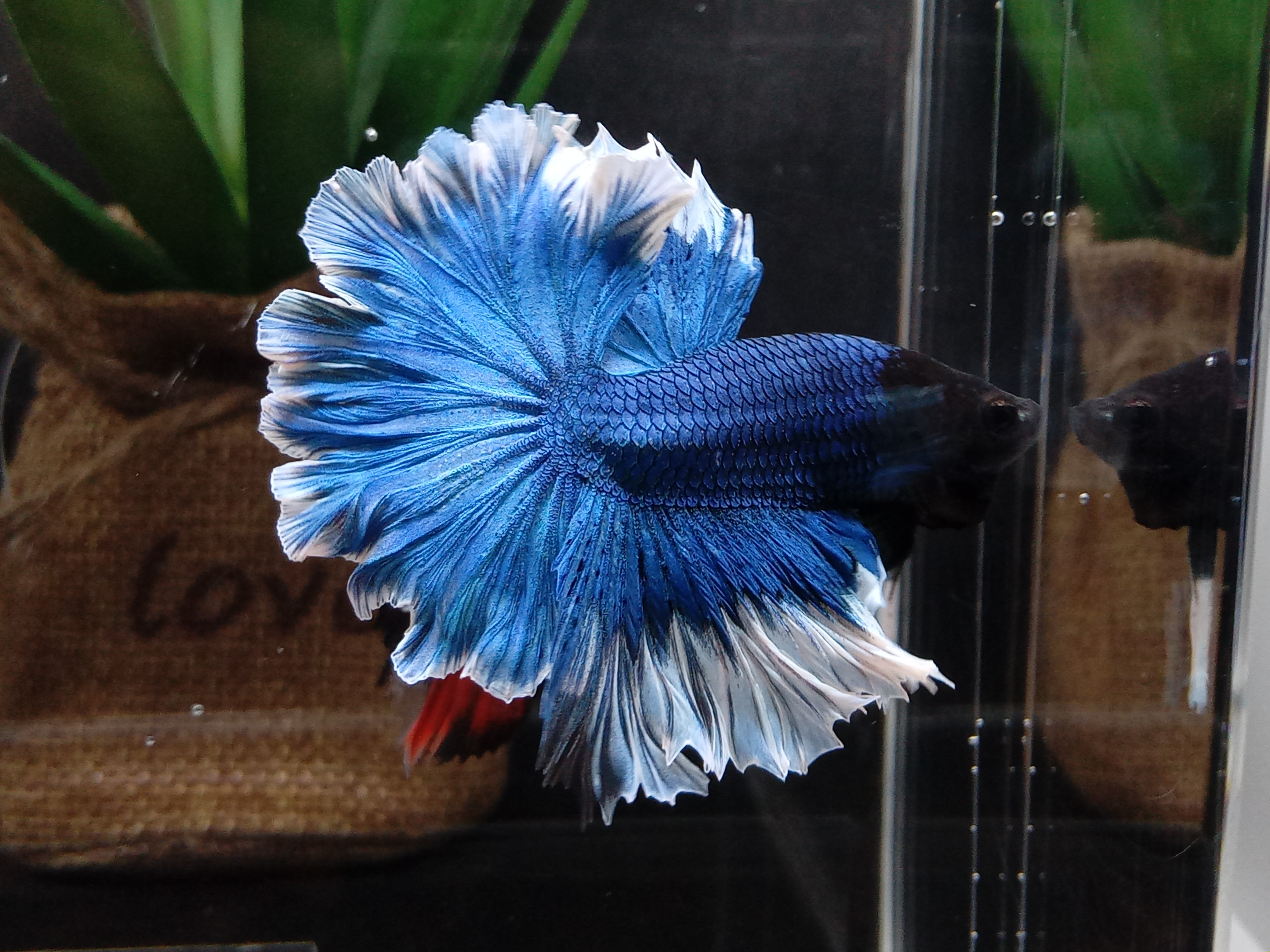 Zain Betta - Over Halfmoon Feathertail Blue Butterfly Turquoise