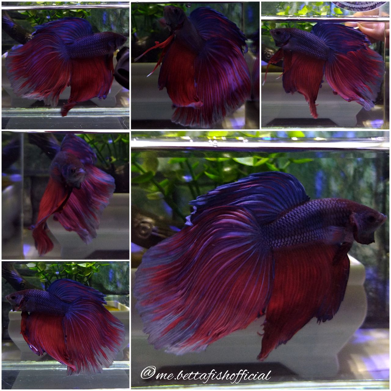 @me.bettafishofficial - Giant Super Delta Tail Blue Red