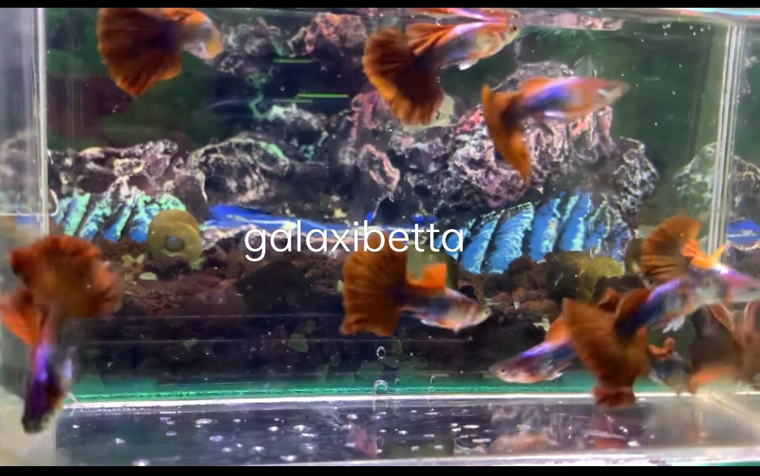 Galaxi Betta - HB red rose tail cauliflower