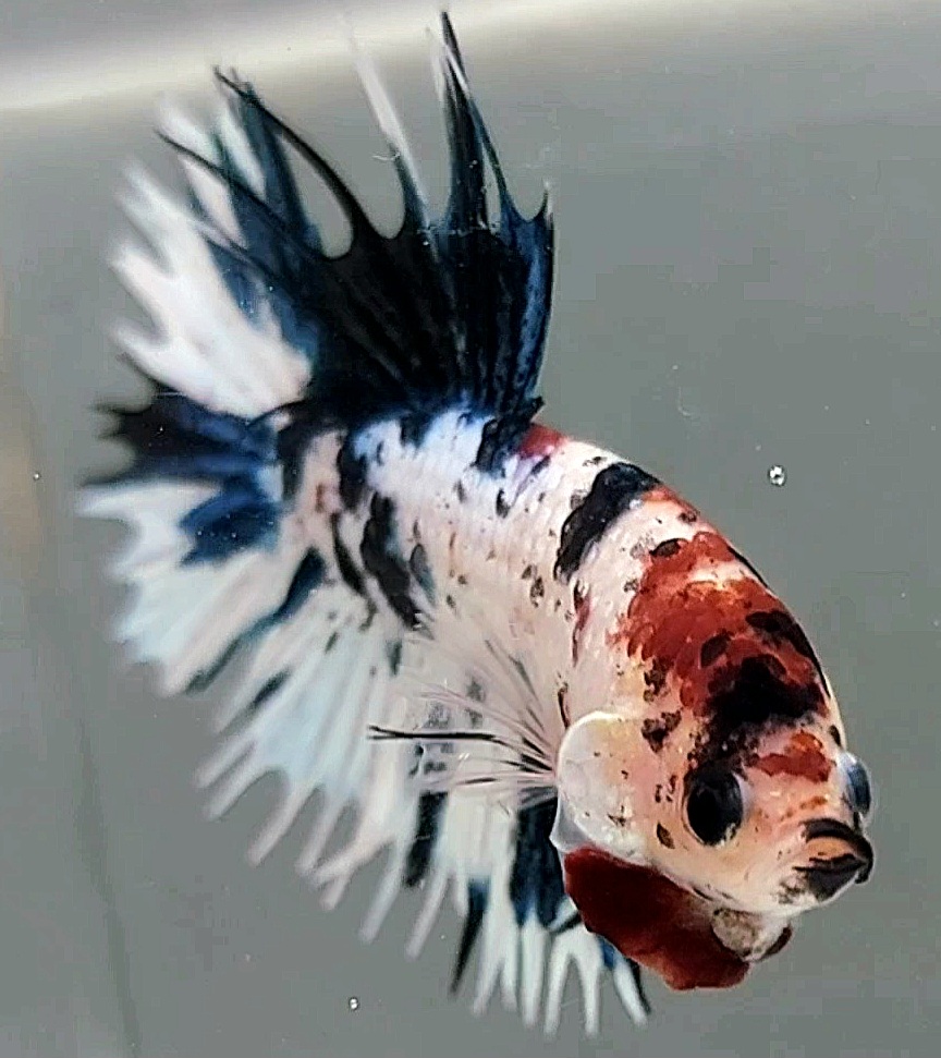 Koleksi Cupang Bandung - CROWNTAIL BLUE-BLACK LEOPARD SUPER RARE BETTA FISH
