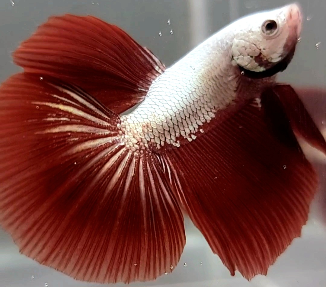 Koleksi Cupang Bandung - HALFMOON RED DRAGON SNOW TOP BETTA FISH