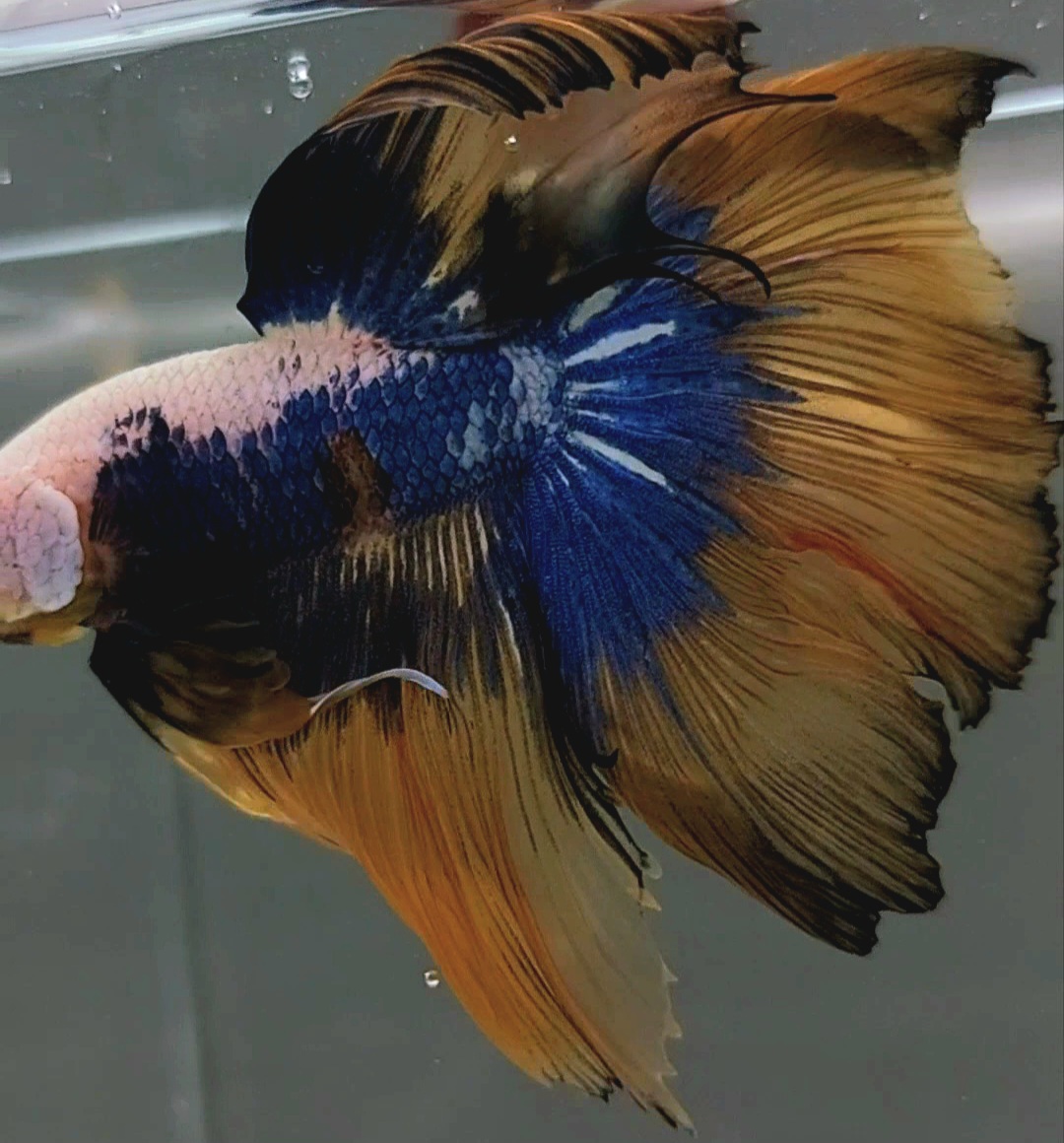 Koleksi Cupang Bandung - HALFMOON OVERTAIL ROSETAIL BLUE MARBLE MUSTARD ...