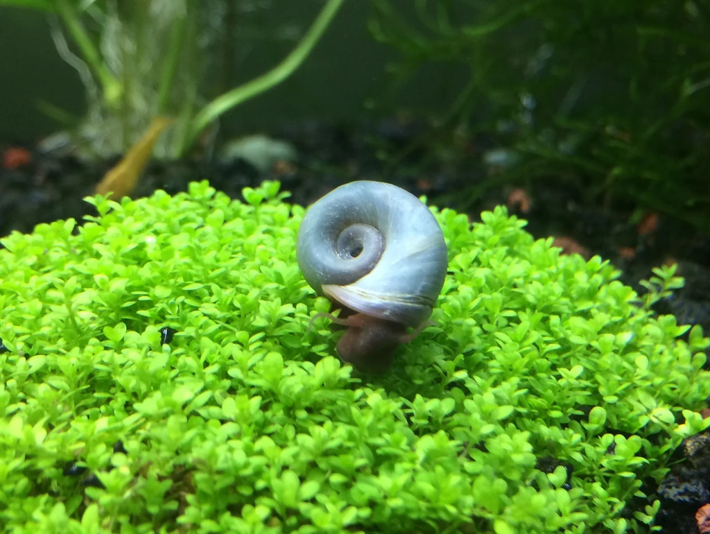 Trident Pets Pte Ltd - Blue Ramshorn Snails