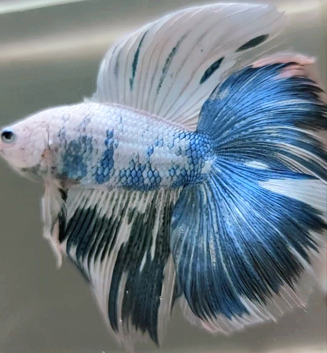 Koleksi Cupang Bandung - HALFMOON DOUBLE TAIL BLUE-GREEN MARBLE PATTERN ...