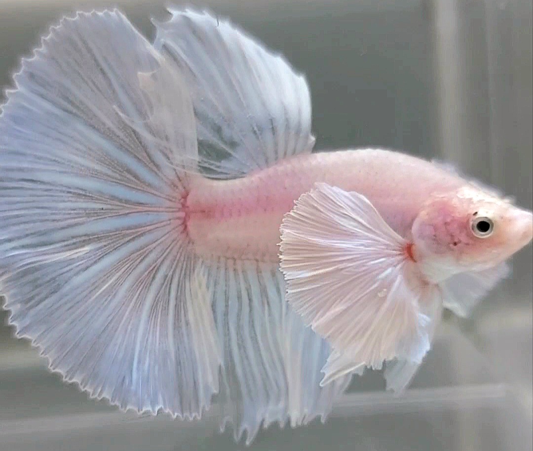 Koleksi Cupang Bandung - "PEGASUS" HALFMOON SUPER DUMBO EAR WHITE TOP ...