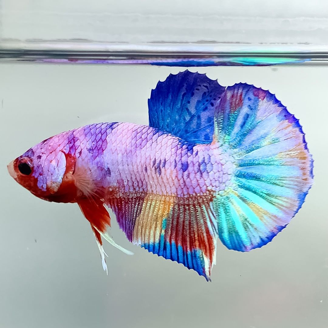Rainbow fish collection - Betta candy rainbow sweet