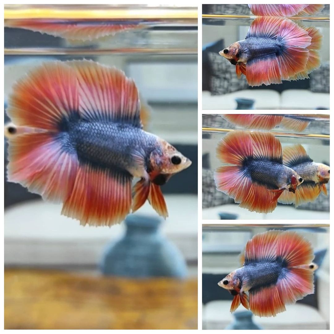 Rainbow fish collection - Betta halfmoon double tail