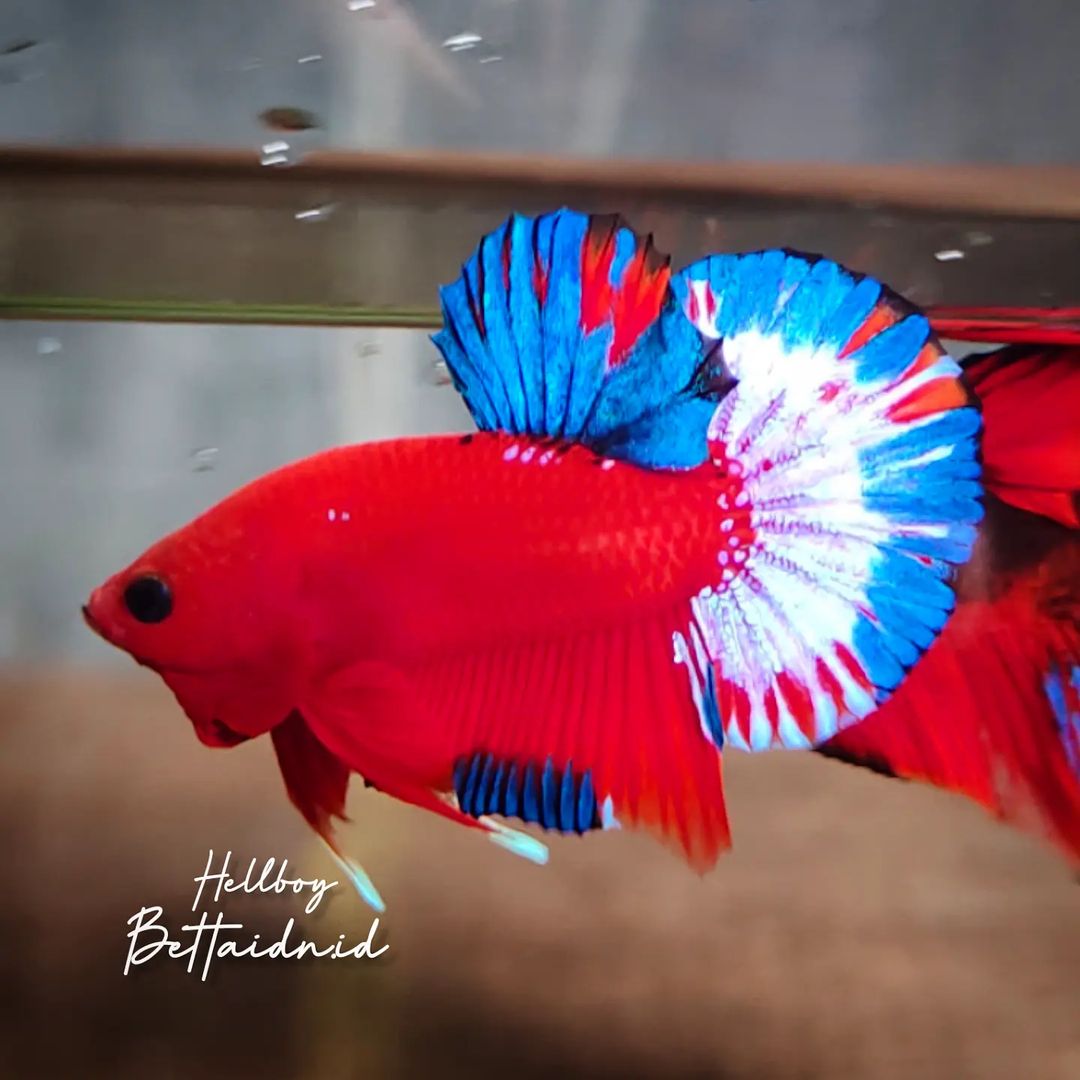 Rainbow fish collection - Betta hellboy bold