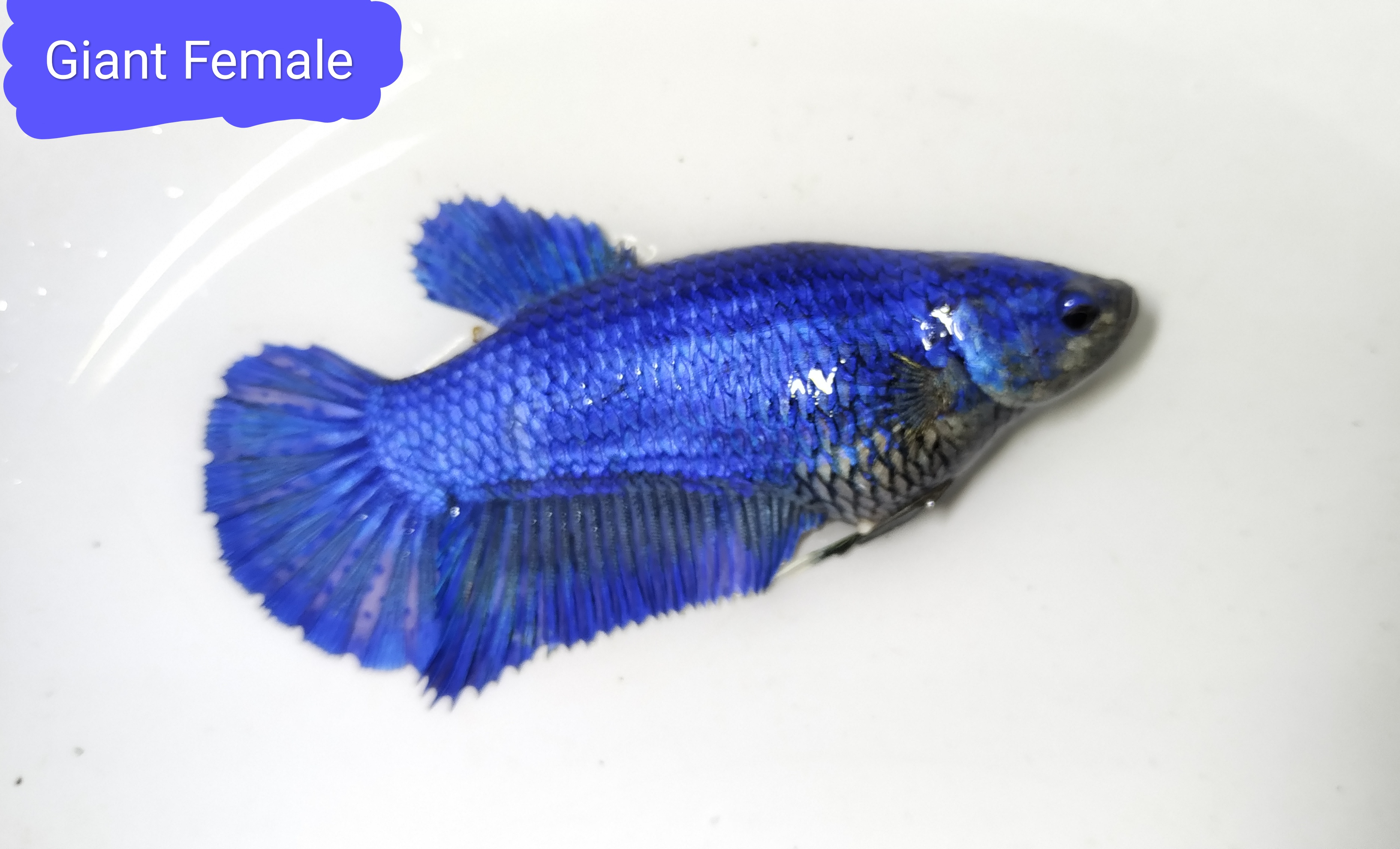 zay bettafish - Giant royal blue hmpk
