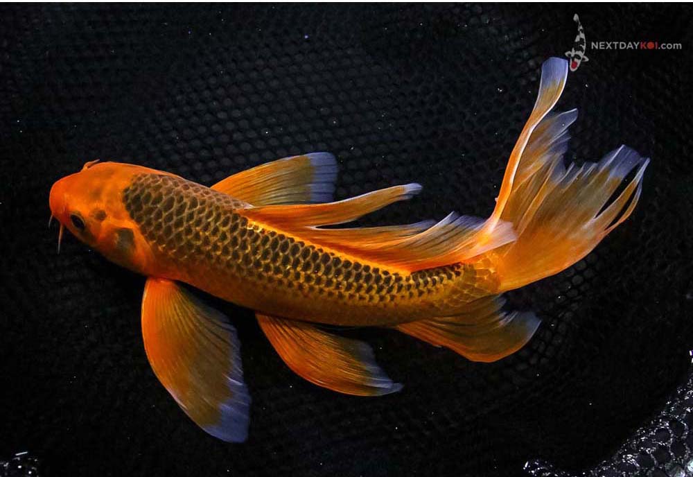 Trident Pets Pte Ltd - Butterfly Koi (Bonded Pair)