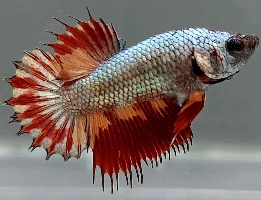 Koleksi Cupang Bandung - CTPK CROWNTAIL PLAKAT COPPER DRAGON NEMO ...