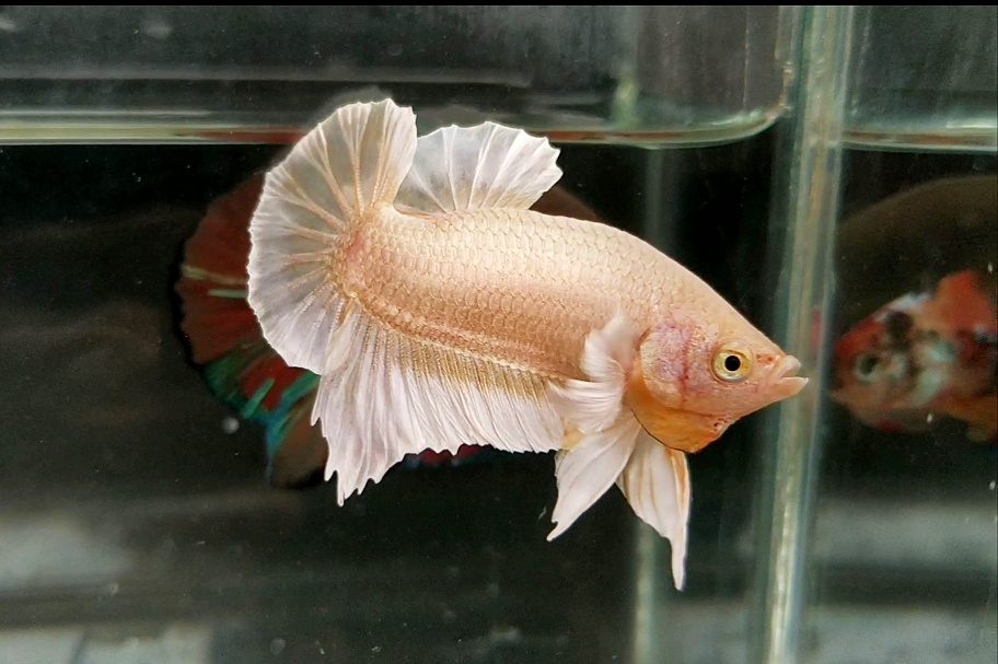 zay bettafish - Dumbo ear gold hmpk