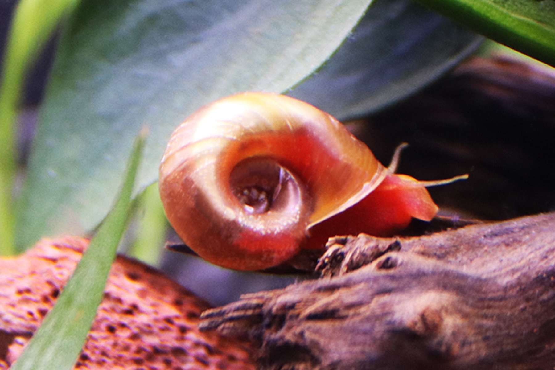 Fish Bazaar Pasir Ris - Red Apple Snail (5pcs)