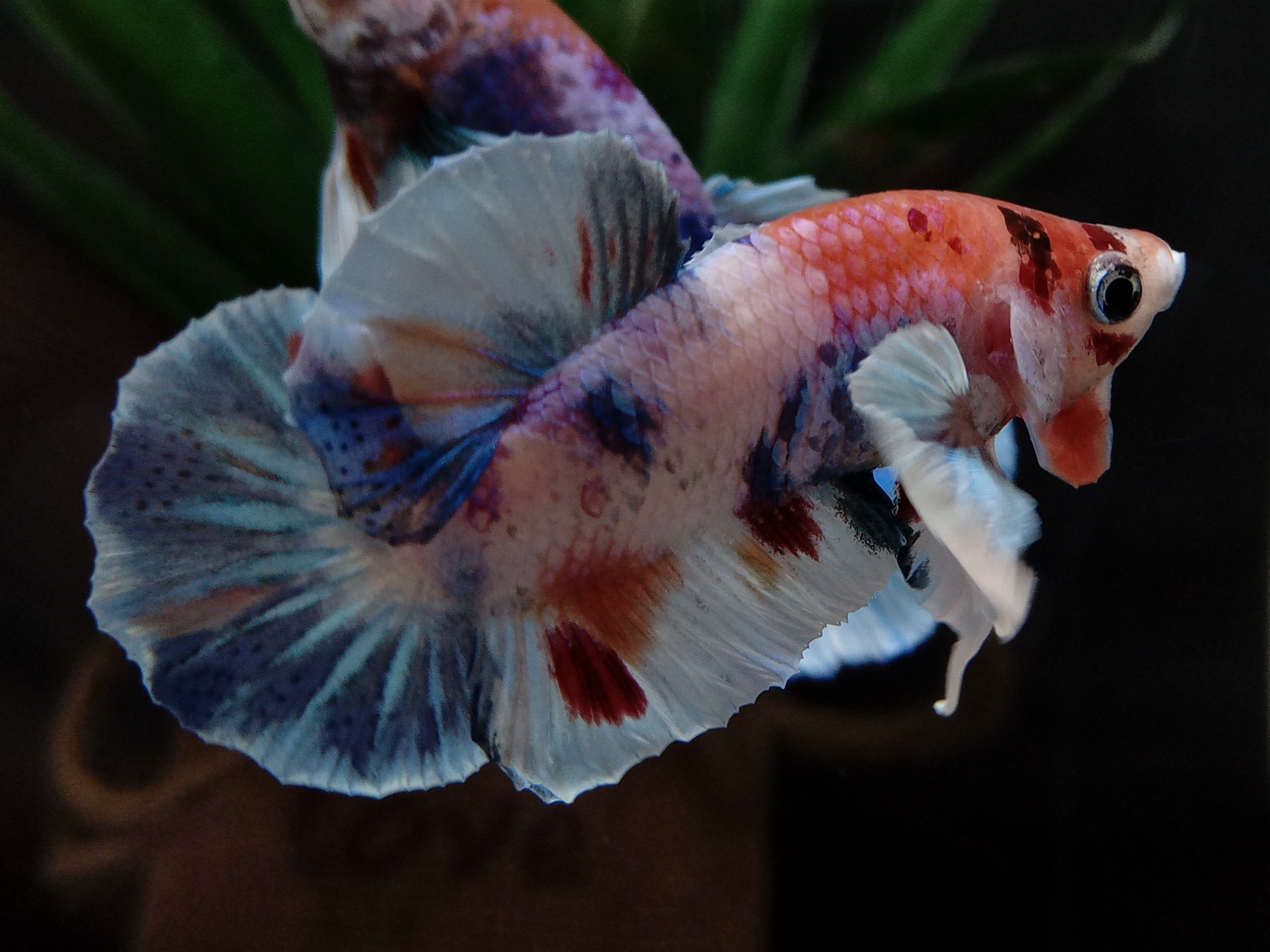 Zain Betta - PK Dumbo Ear Candy Multicolor Junior